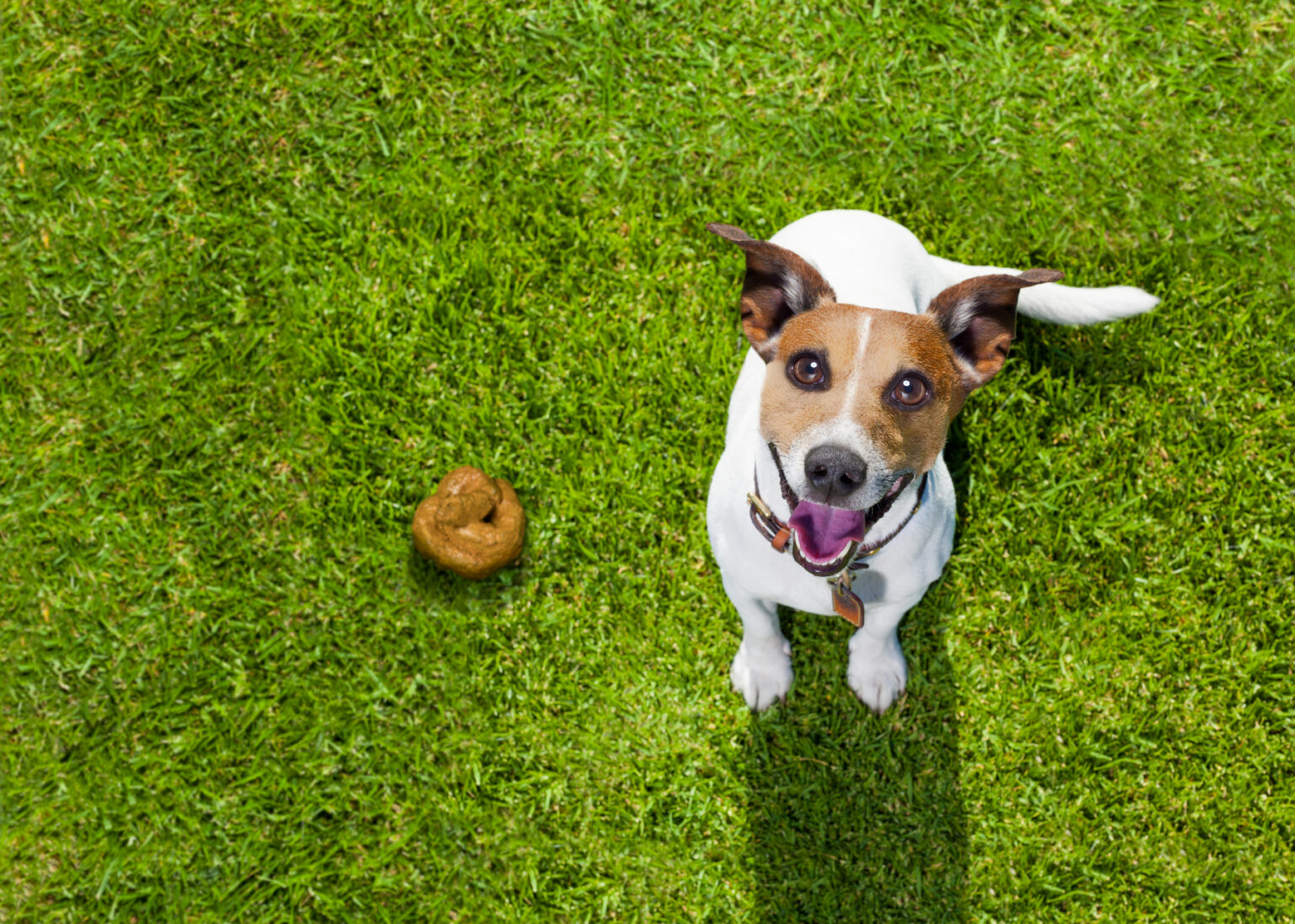 How Can You Compost Dog Poop? (3 Effective Methods & Tips)