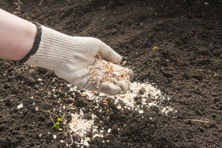 How to Compost Eggshells? (And Why Should You Do it?)